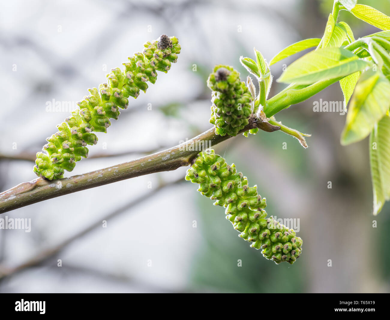 Freshly burst leaves of walnut tree close-up. Spring background Stock ...