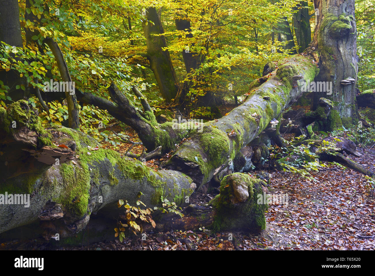 Primeval Forest Sababurg, Hesse, Germany Stock Photo - Alamy