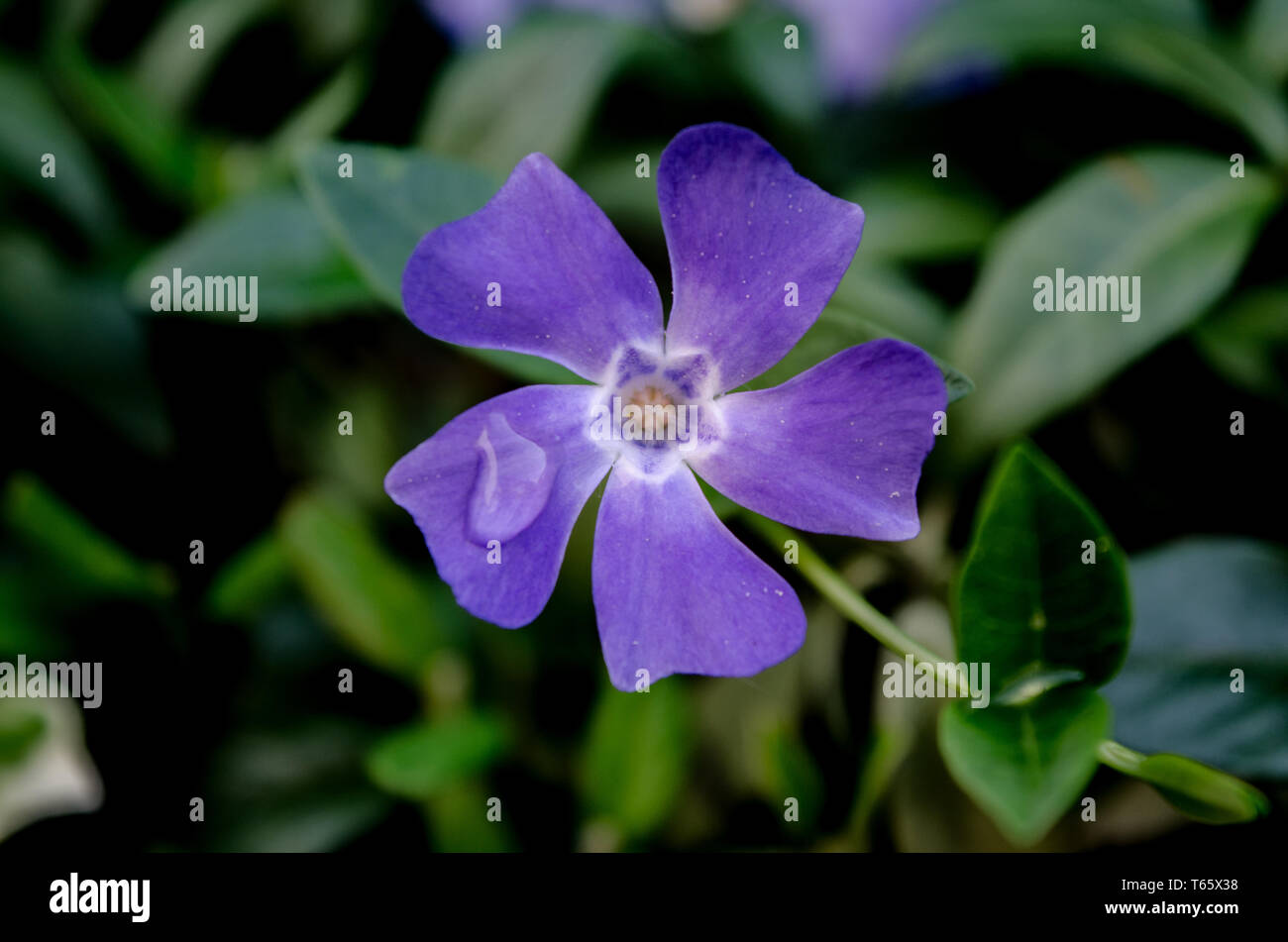 Flower spring raindrop Stock Photo - Alamy
