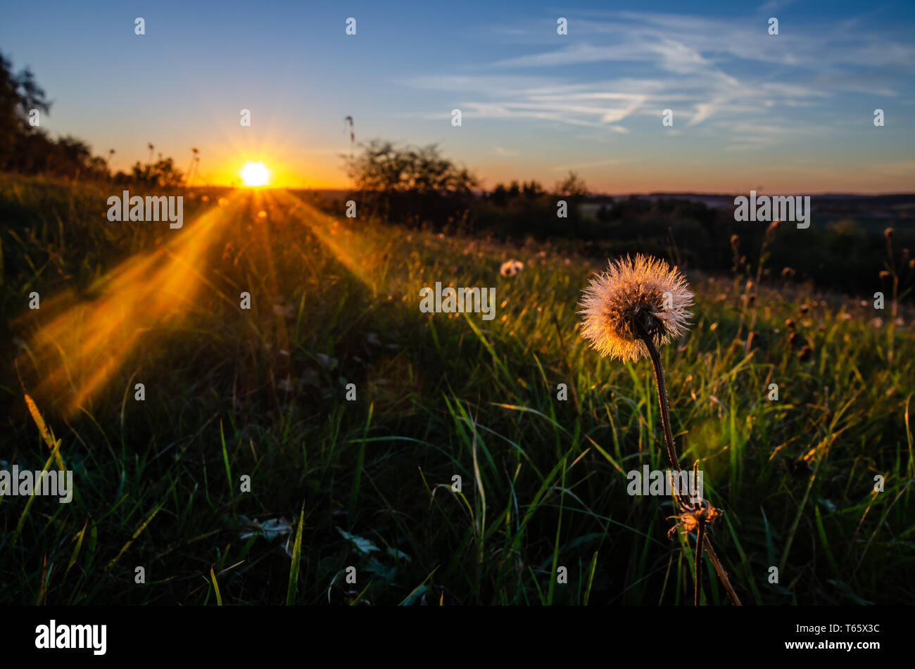 Pust flower hi-res stock photography and images - Alamy