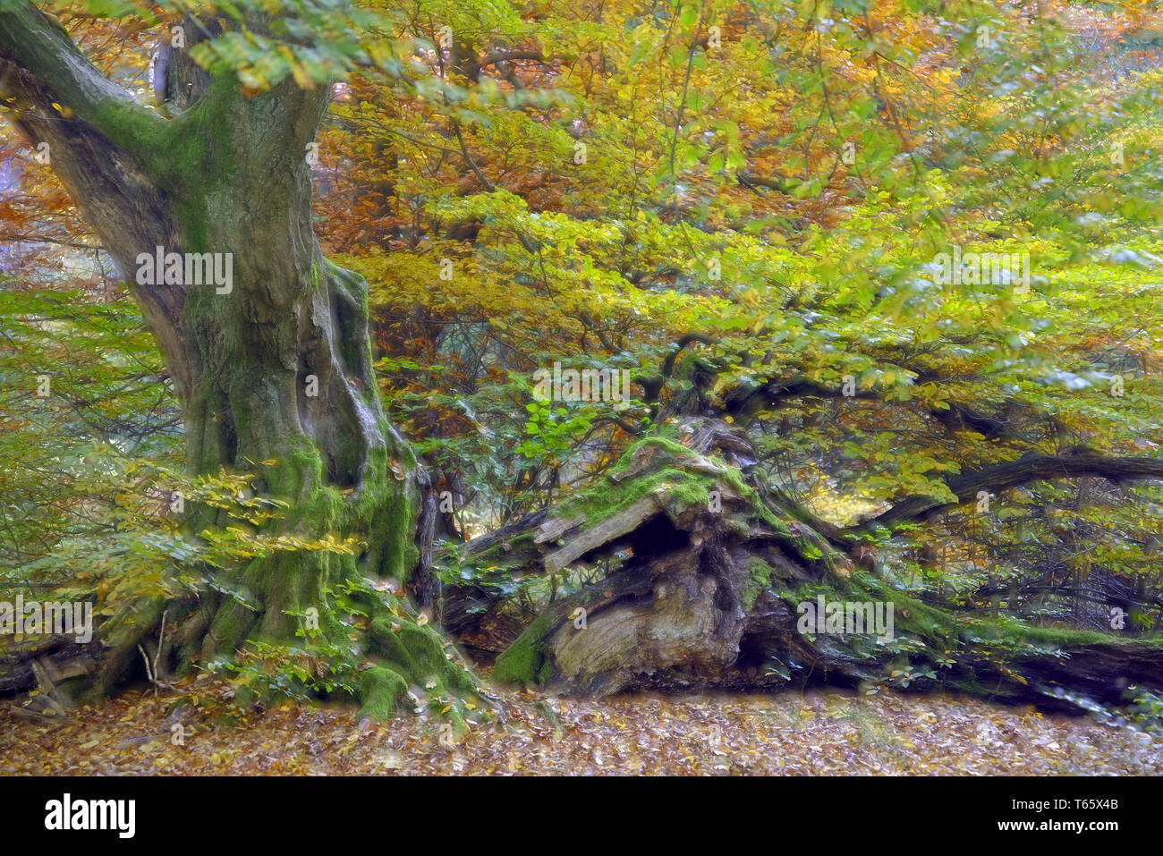 Primeval Forest Sababurg, Hesse, Germany Stock Photo - Alamy