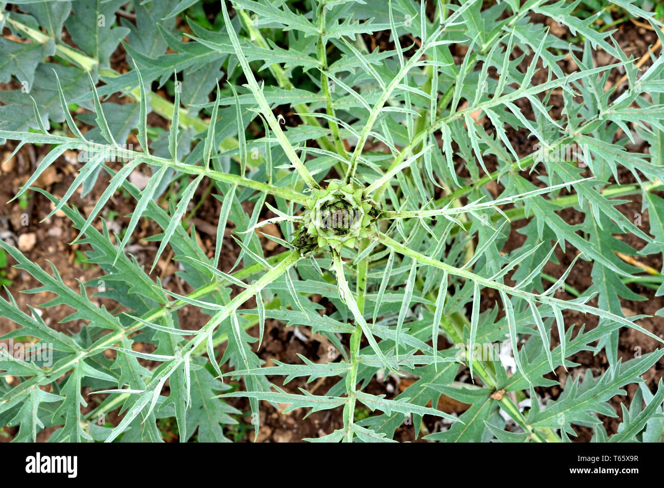 cardoon plant with leaves Stock Photo - Alamy