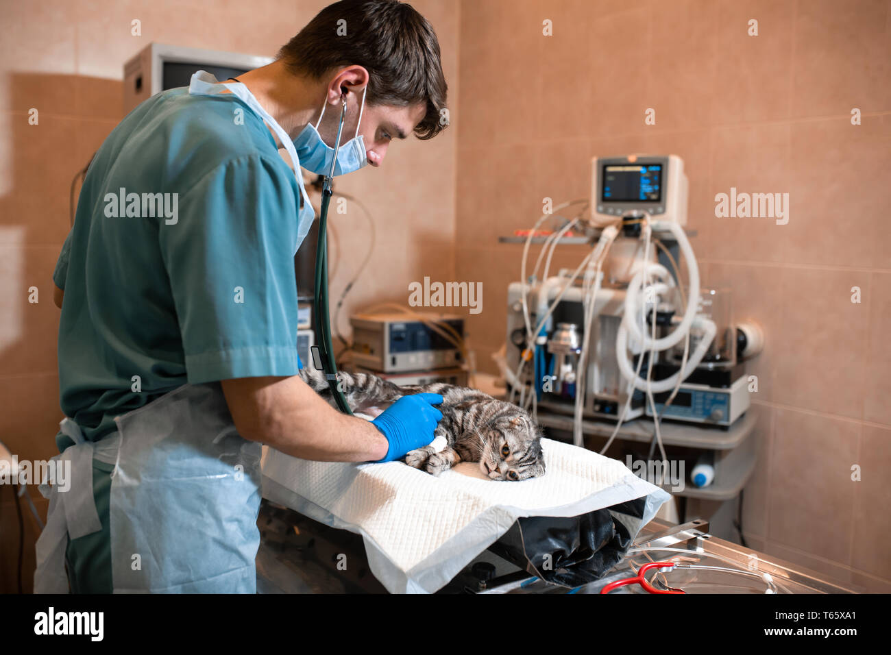 anesthesiologist prepares a cat for surgery. Checks if anesthesia ...