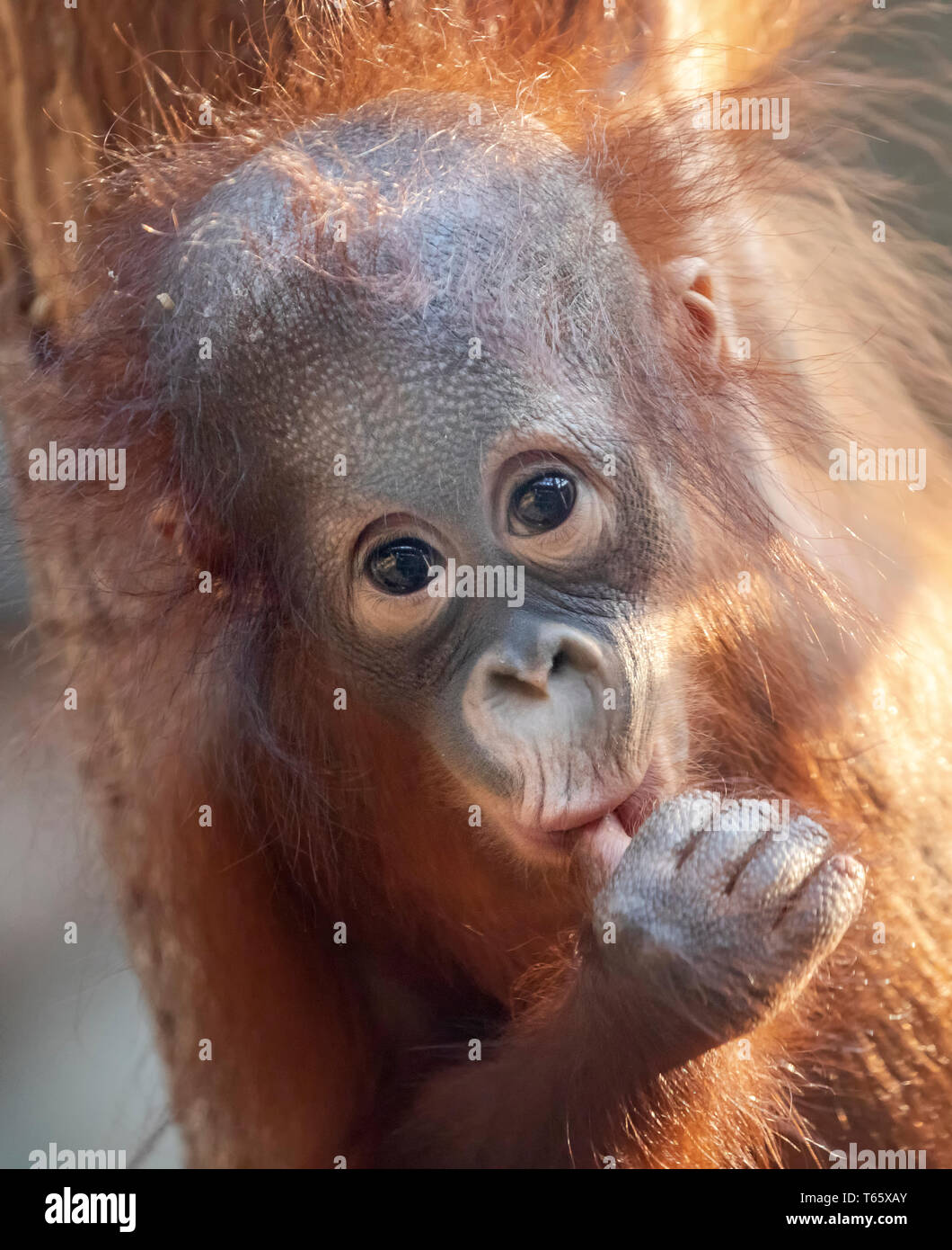 Baby orangutan hi-res stock photography and images - Alamy