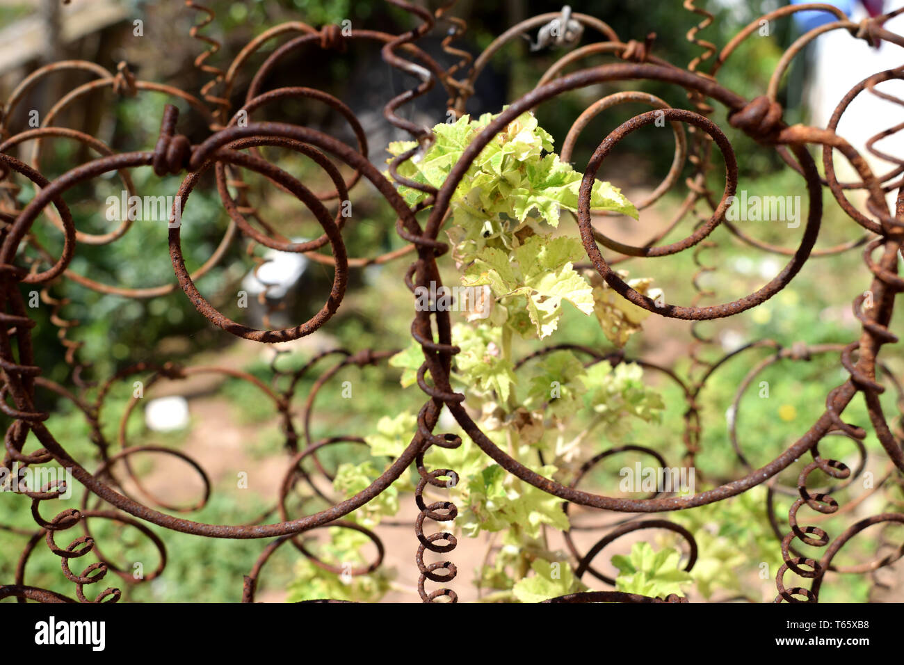 plant inside circular wire Stock Photo - Alamy