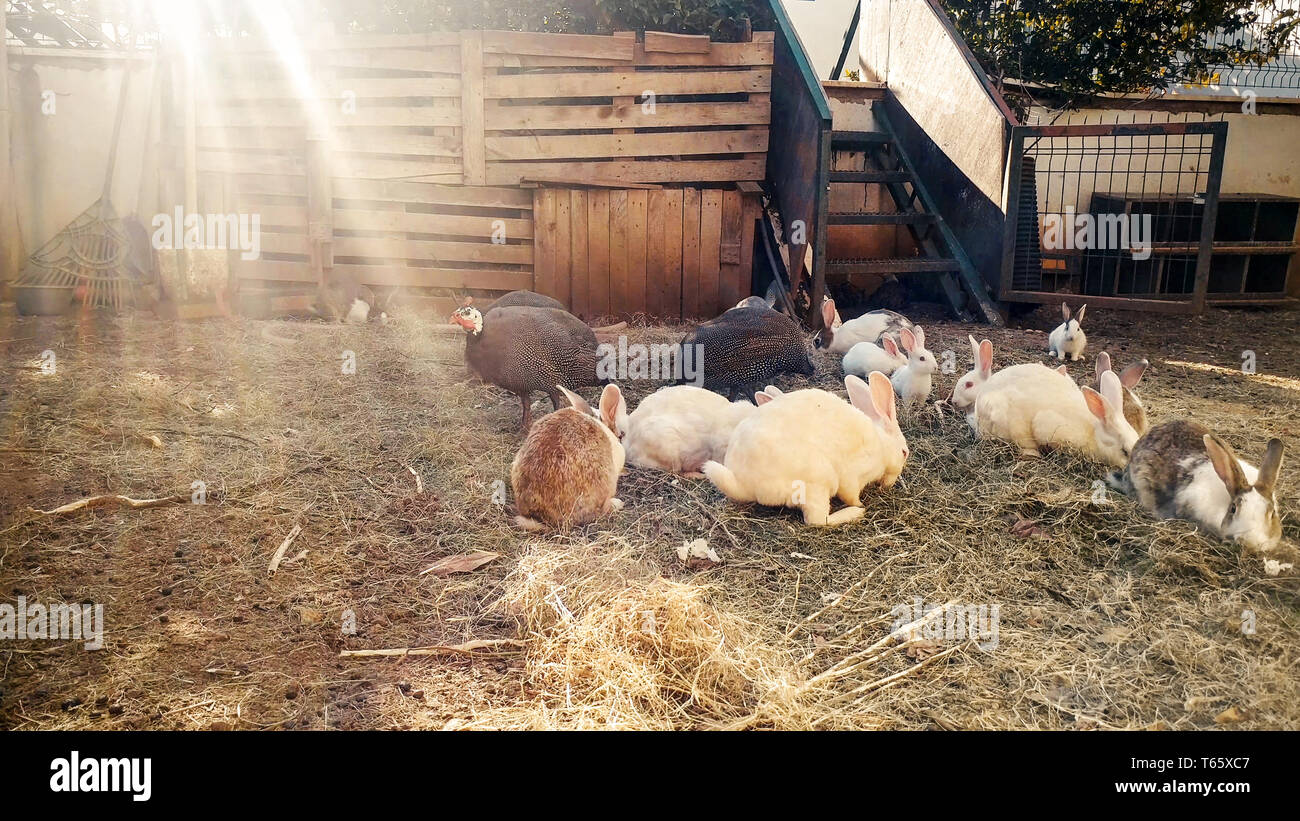 Farm turkeys eating hi-res stock photography and images - Alamy
