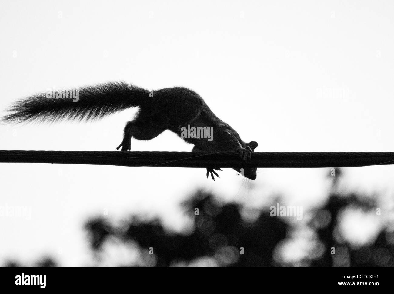 Squirrel on wire hi-res stock photography and images - Alamy