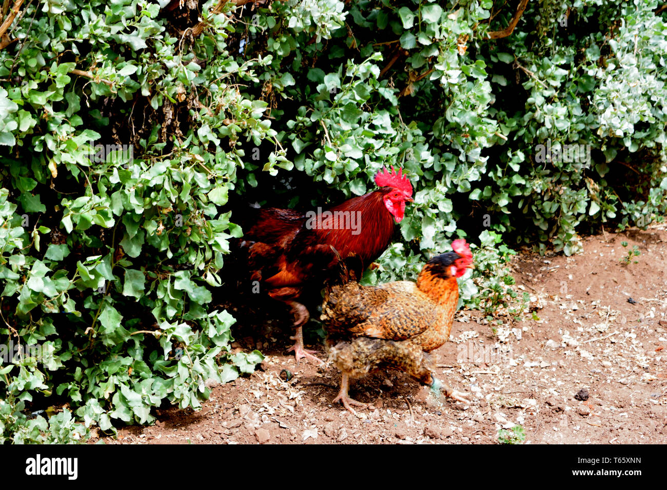 Brown chicken rooster hi-res stock photography and images - Alamy