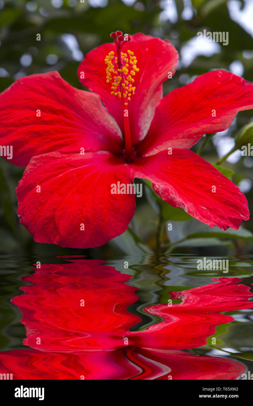 Flood flavor hi-res stock photography and images - Alamy