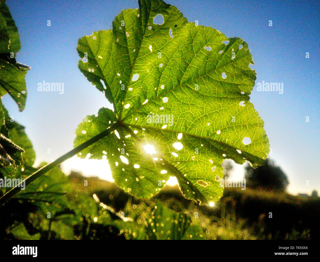 leaf of malva neglecta with luminous holes and blue sky Stock Photo - Alamy