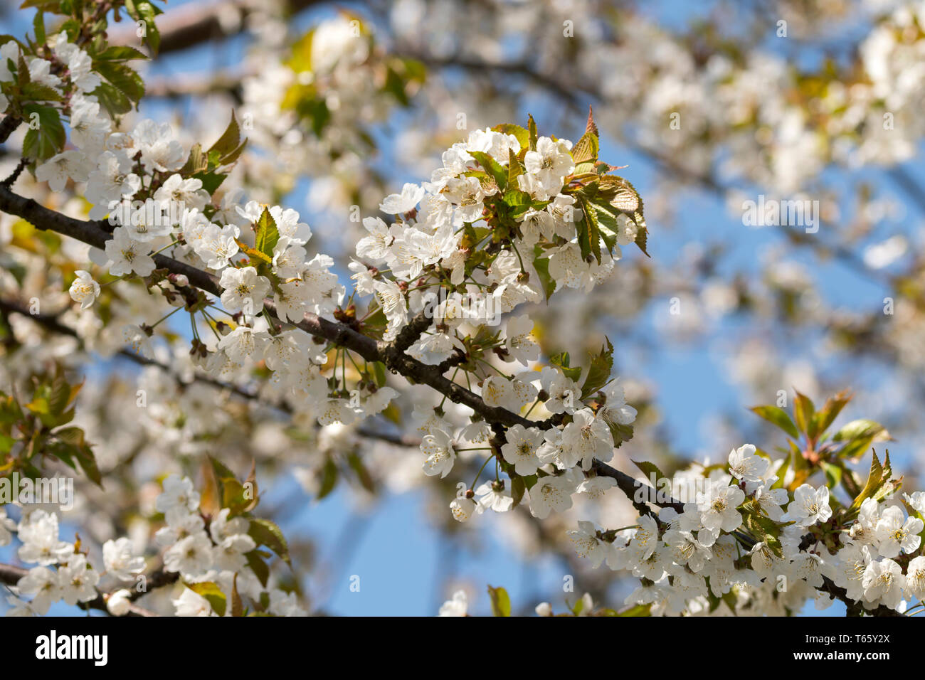 insects that pollinate a cherry tree in bloom in spring in Italy Stock ...