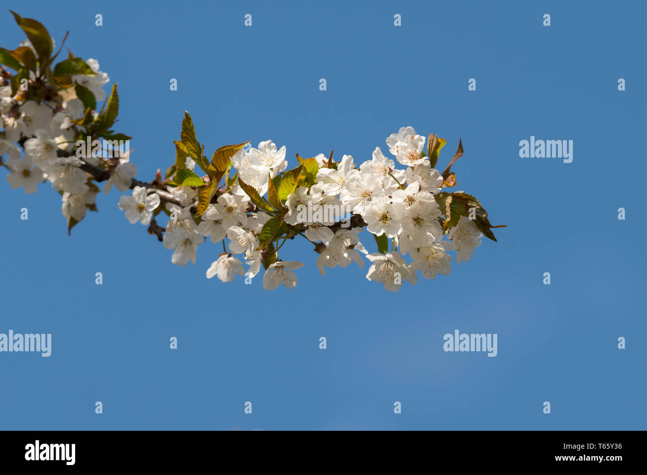 insects that pollinate a cherry tree in bloom in spring in Italy Stock ...