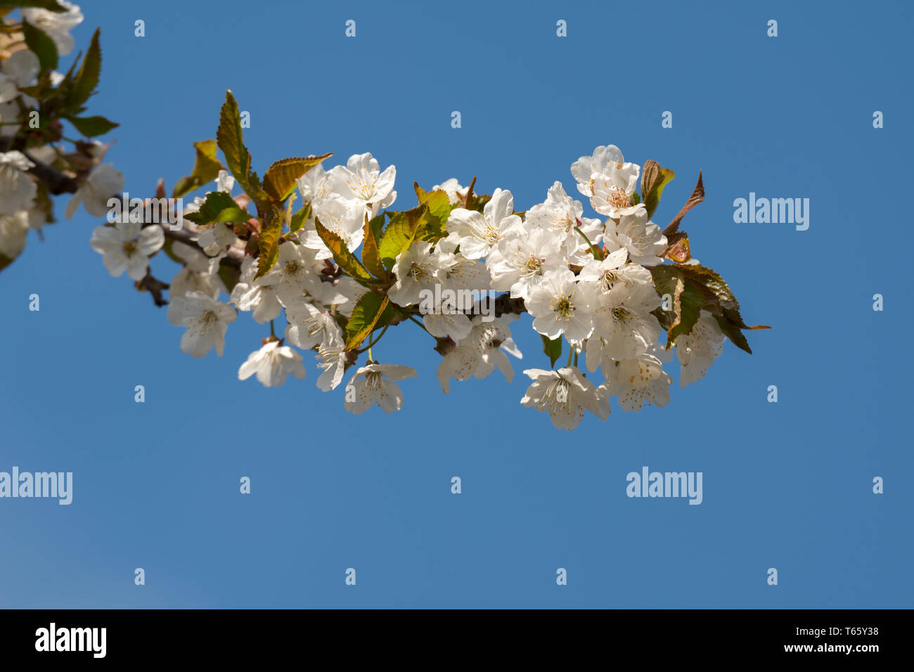 insects that pollinate a cherry tree in bloom in spring in Italy Stock ...