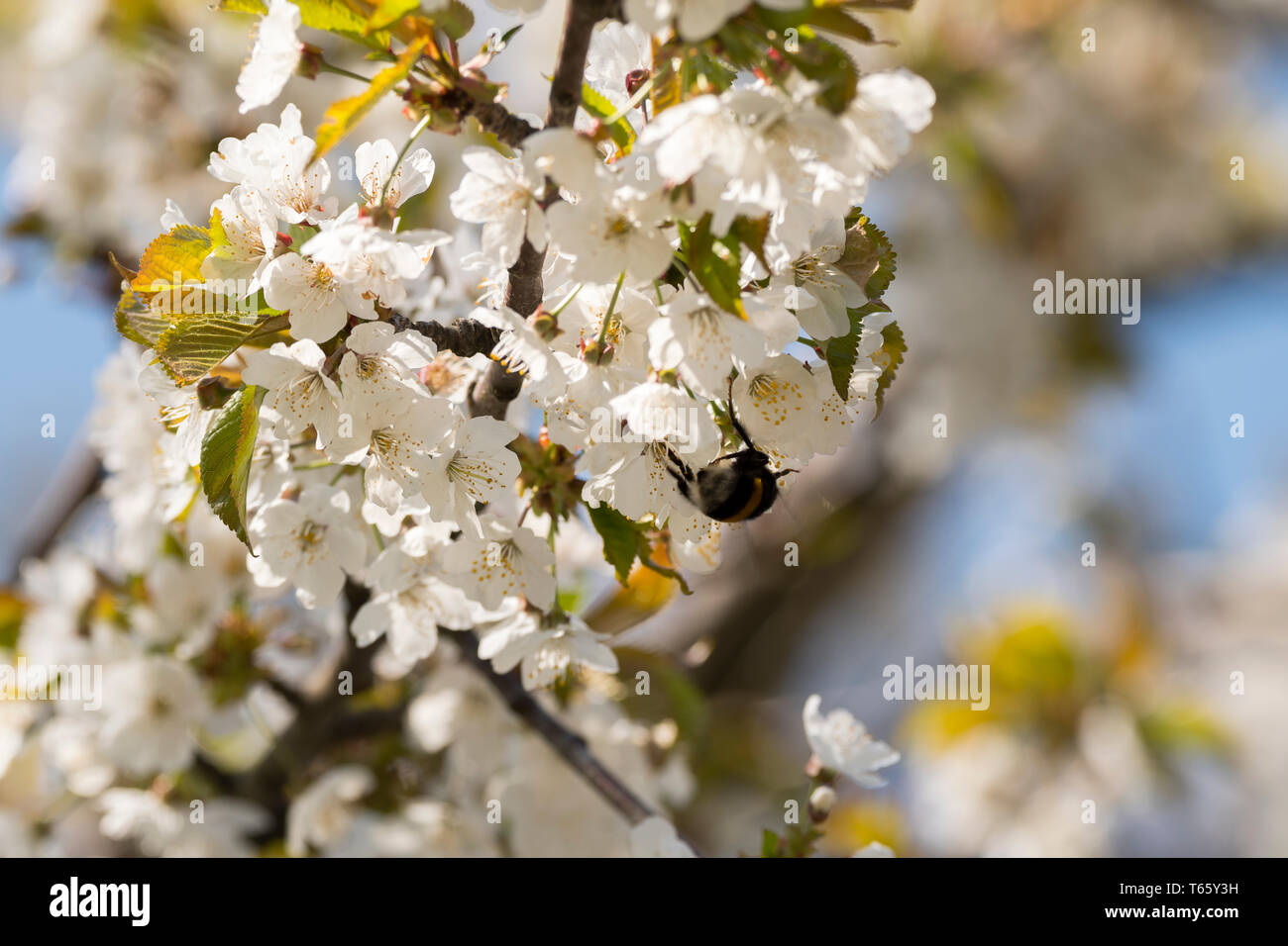 insects that pollinate a cherry tree in bloom in spring in Italy Stock ...