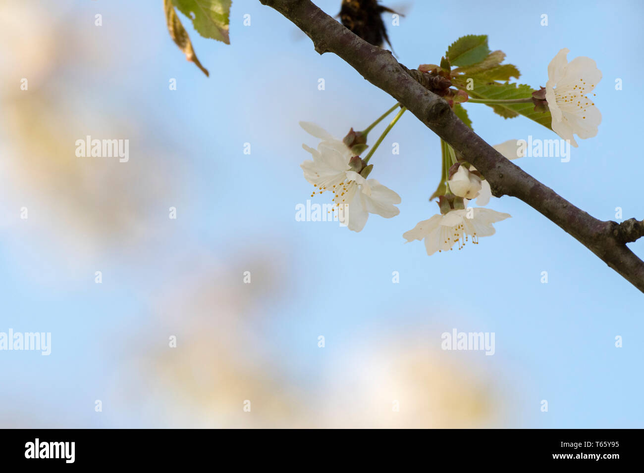 insects that pollinate a cherry tree in bloom in spring in Italy Stock ...