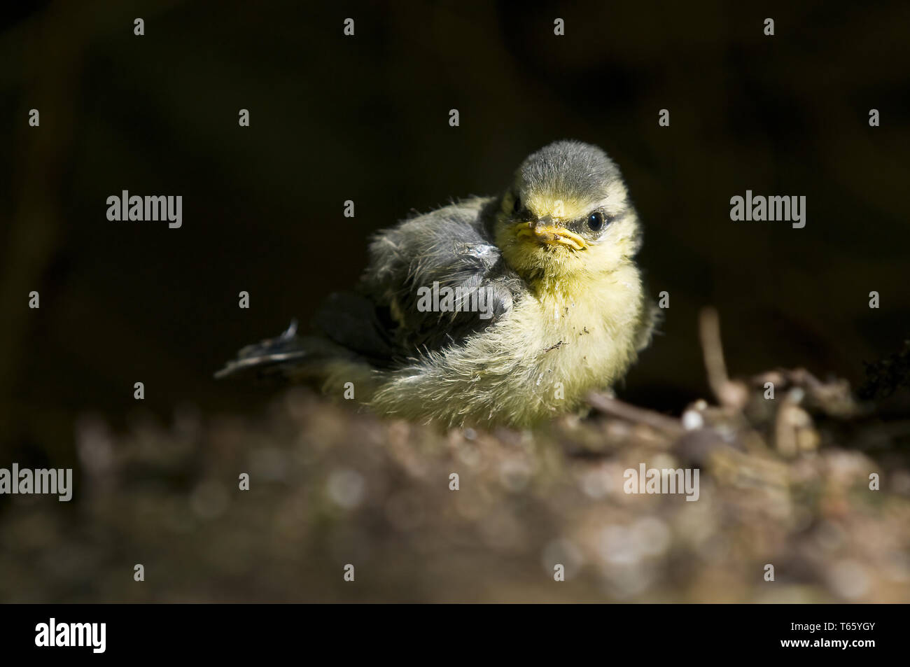 Cyanistes caeruleus hi-res stock photography and images - Alamy