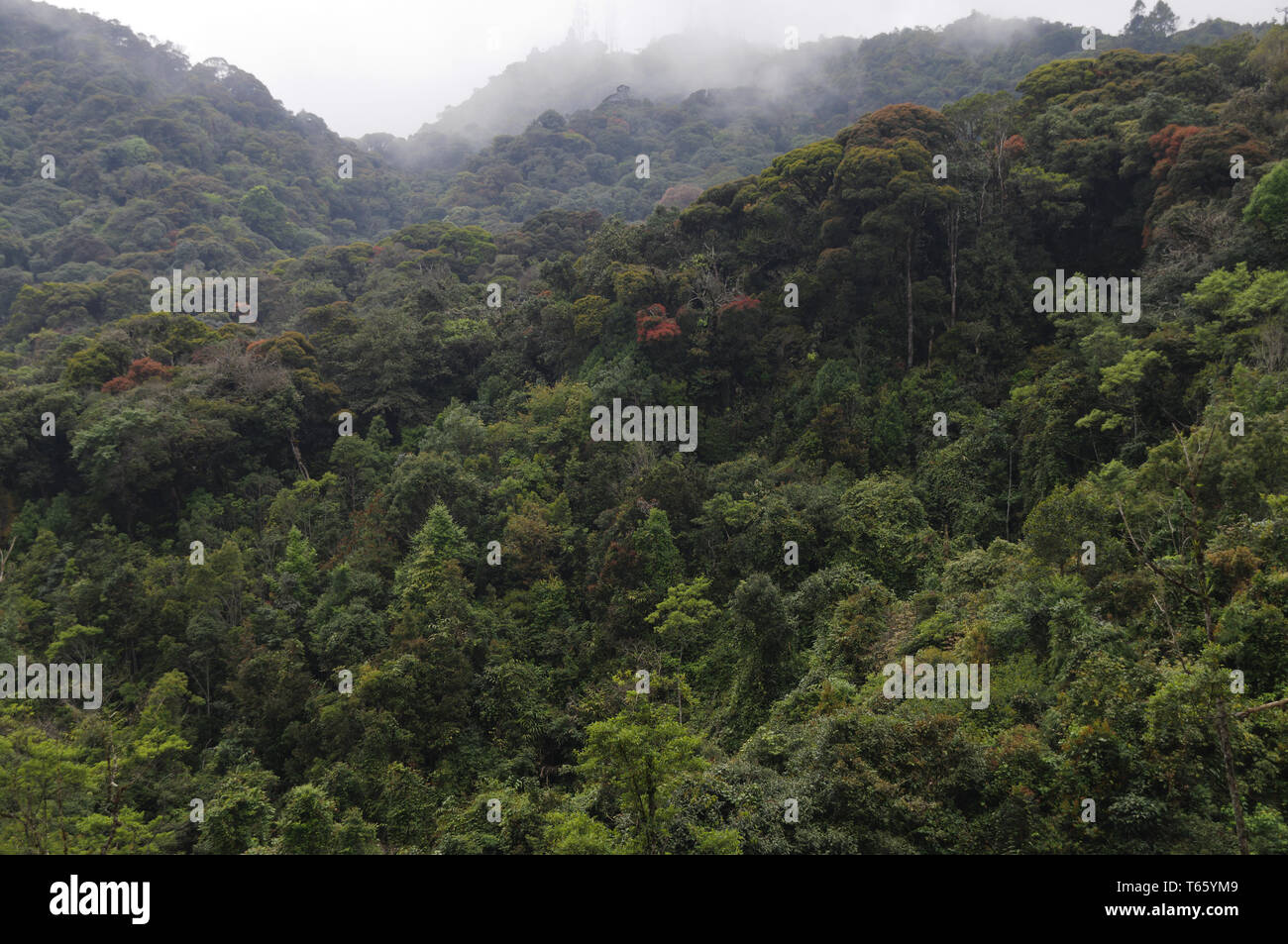 Jungle rainforest hi-res stock photography and images - Alamy