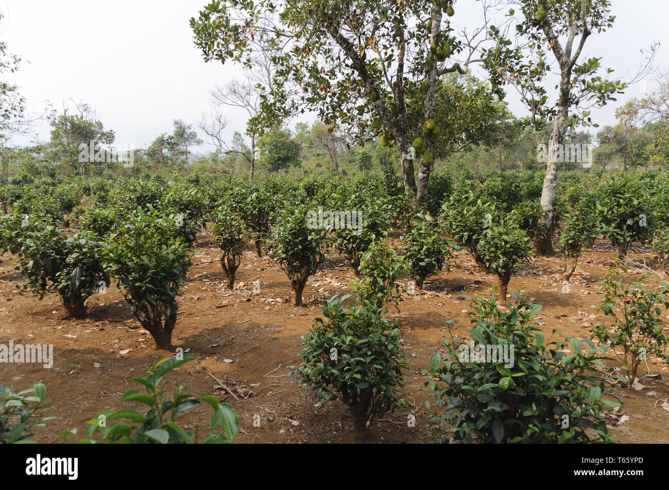 Coffee plant, Coffea Stock Photo - Alamy