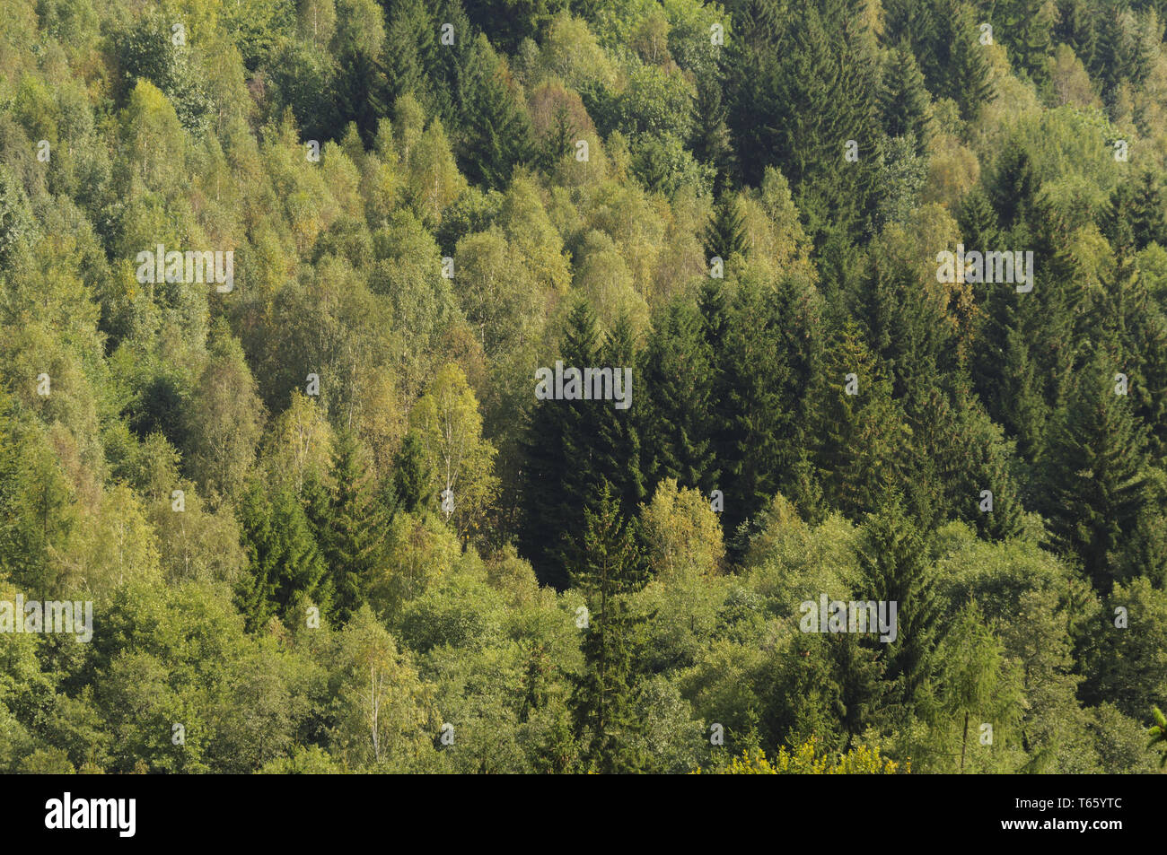 Mixed forest hi-res stock photography and images - Alamy