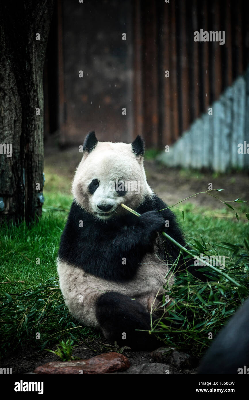Zoo copenhagen panda hi-res stock photography and images - Alamy