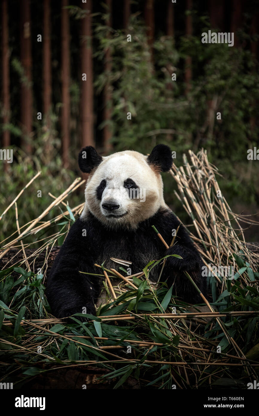 The two new pandas, Mao Sun (pictured) and Xing Er, have arrived to ...