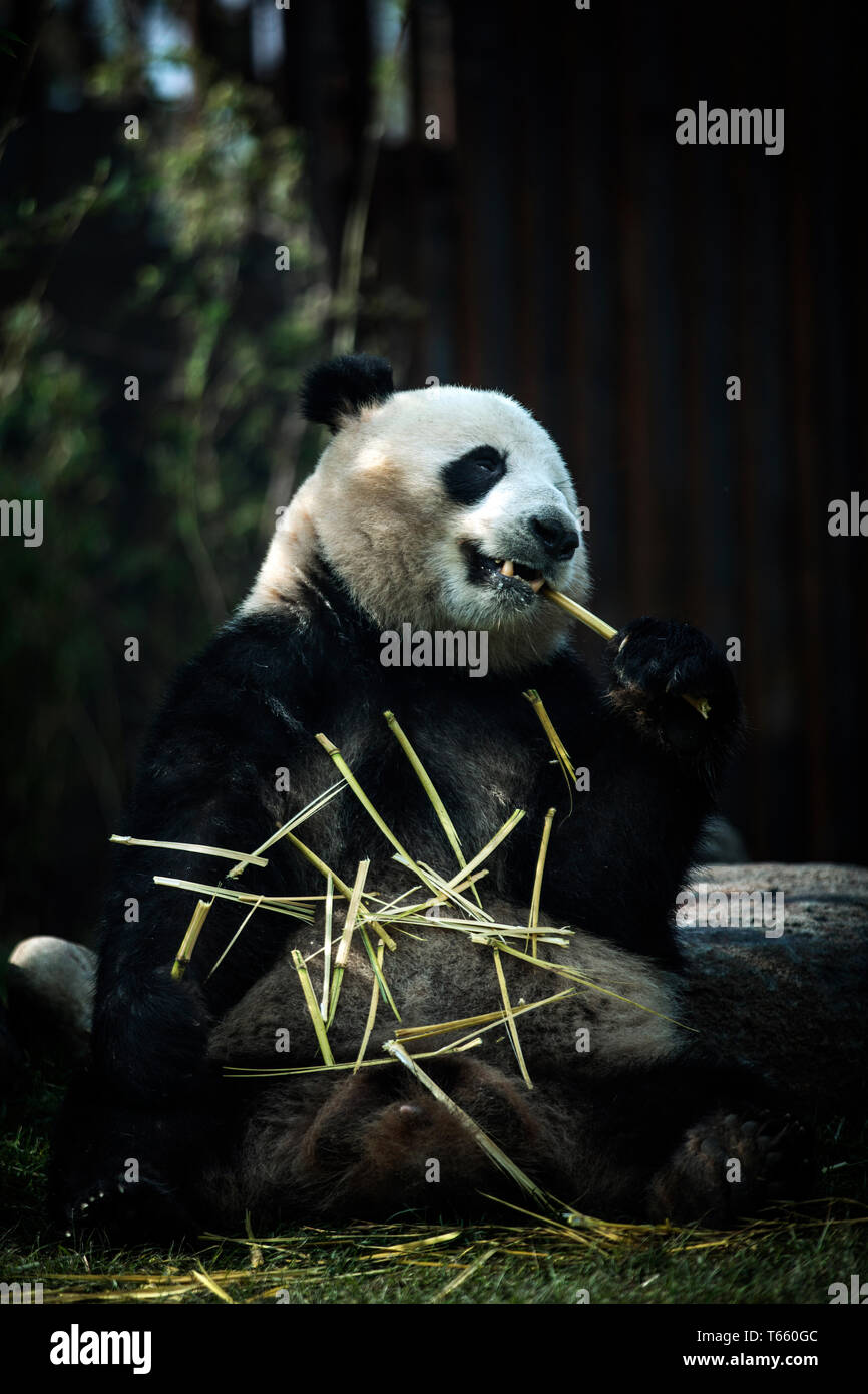 The two new pandas, Mao Sun and Xing Er (pictured), have arrived to ...