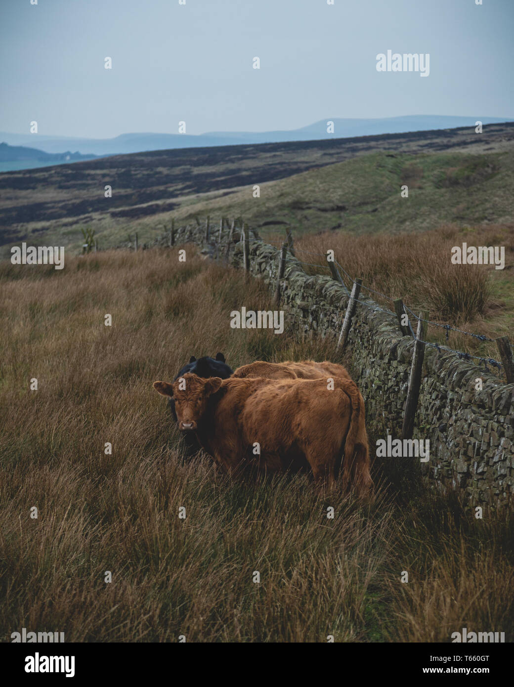Moorland animals hi-res stock photography and images - Alamy