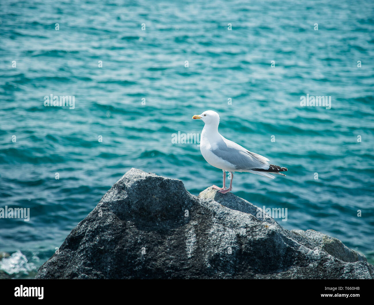 Seagull on rock hi-res stock photography and images - Alamy