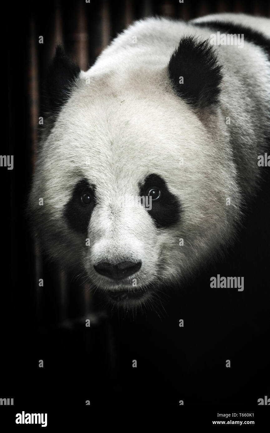 The two new pandas, Mao Sun and Xing Er (pictured), have arrived to ...