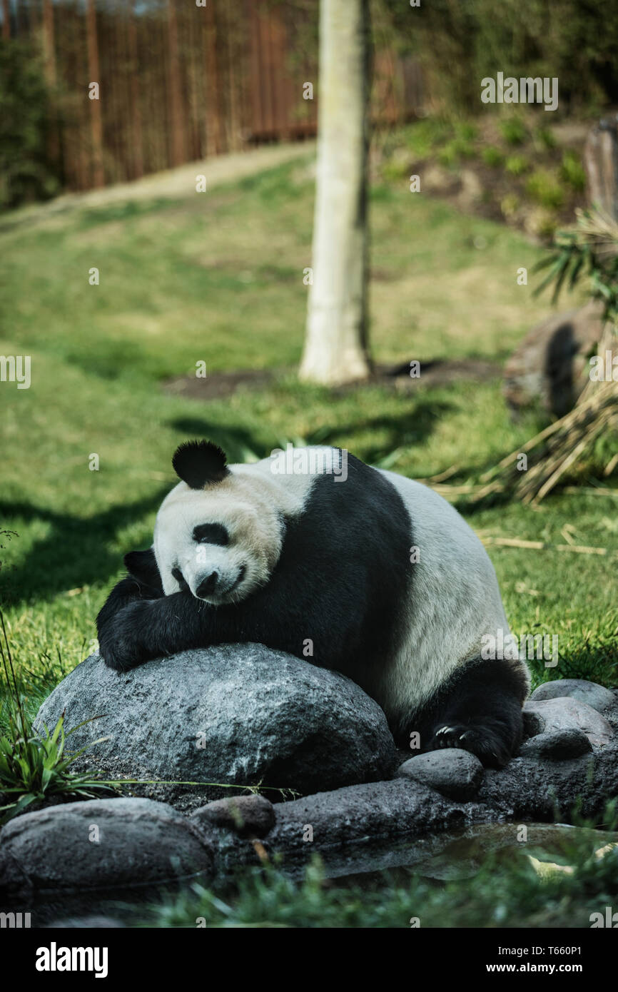 The two new pandas, Mao Sun (pictured) and Xing Er, have arrived to ...