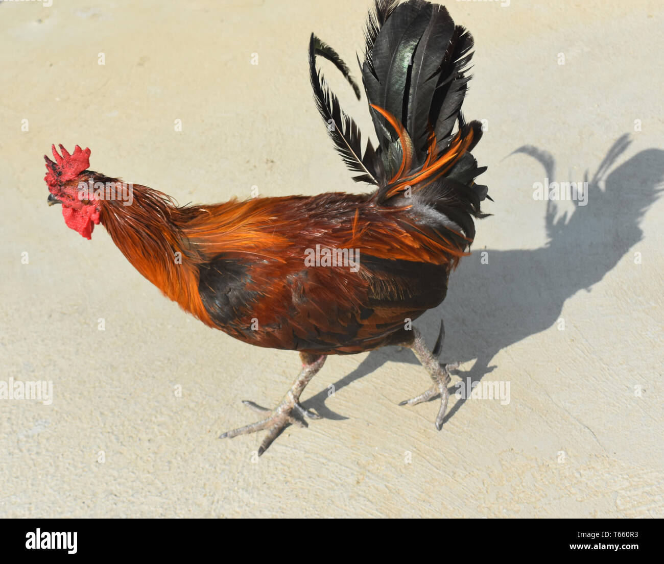 Crested rooster hi-res stock photography and images - Alamy