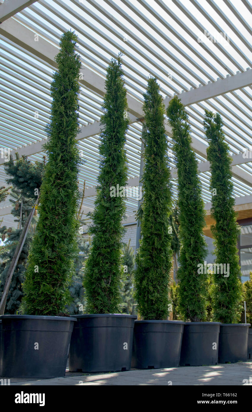 Park trees. Decorative large-scale meters. Perennial. Fruit and berry ...