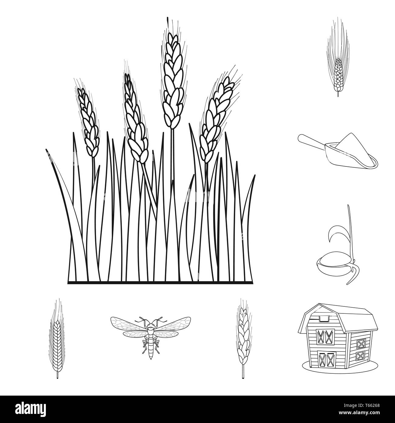 spring,barley,flour,seed,fly,granary,spike,meal,grow,winter,insect ...