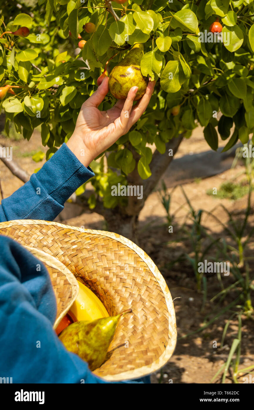 Woman picking pears from the tree of a ecological village and put its ...