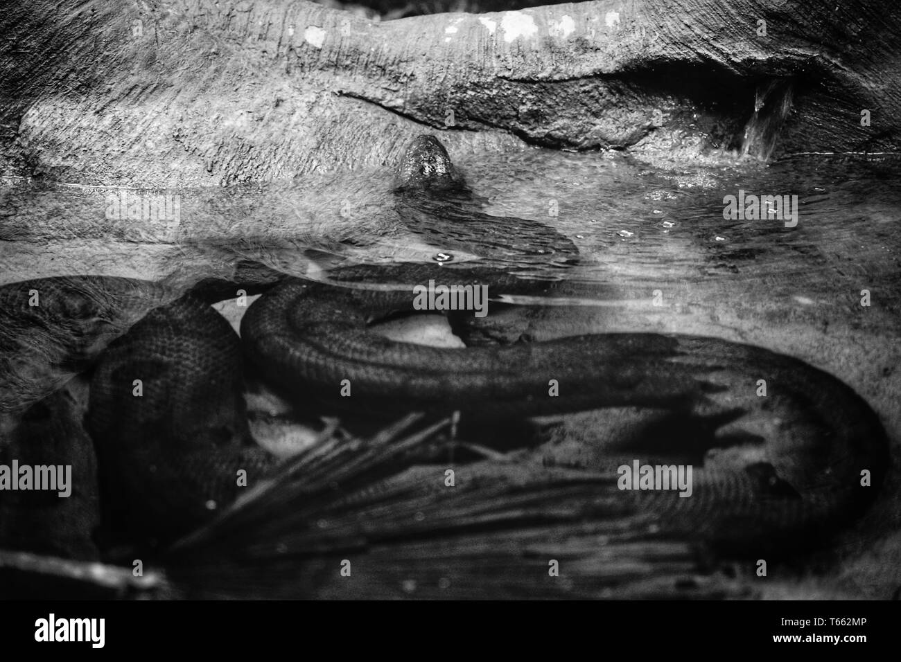 A long snake coming out of the water shot in black and white Stock ...