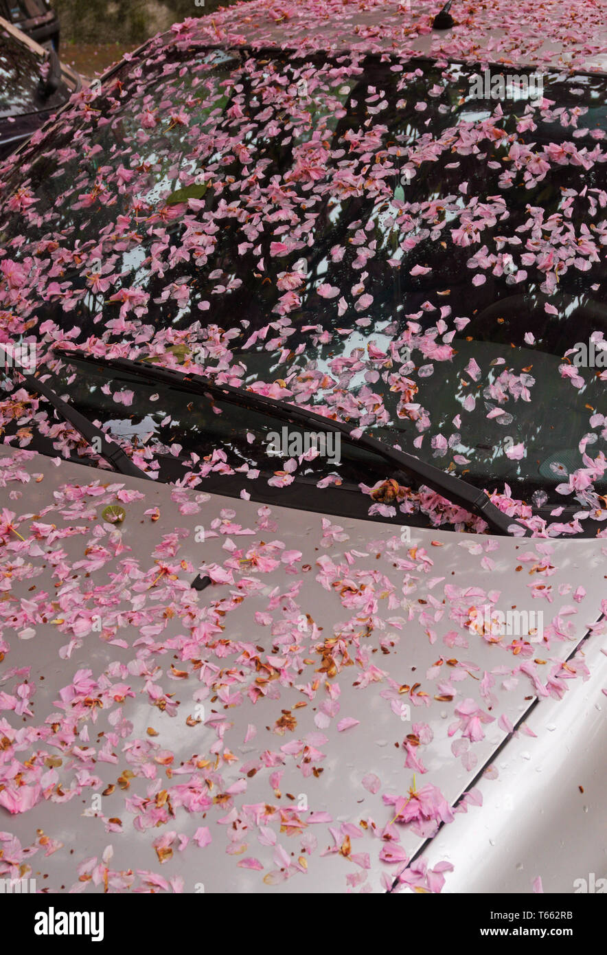 Cherry tree petals hi-res stock photography and images - Alamy