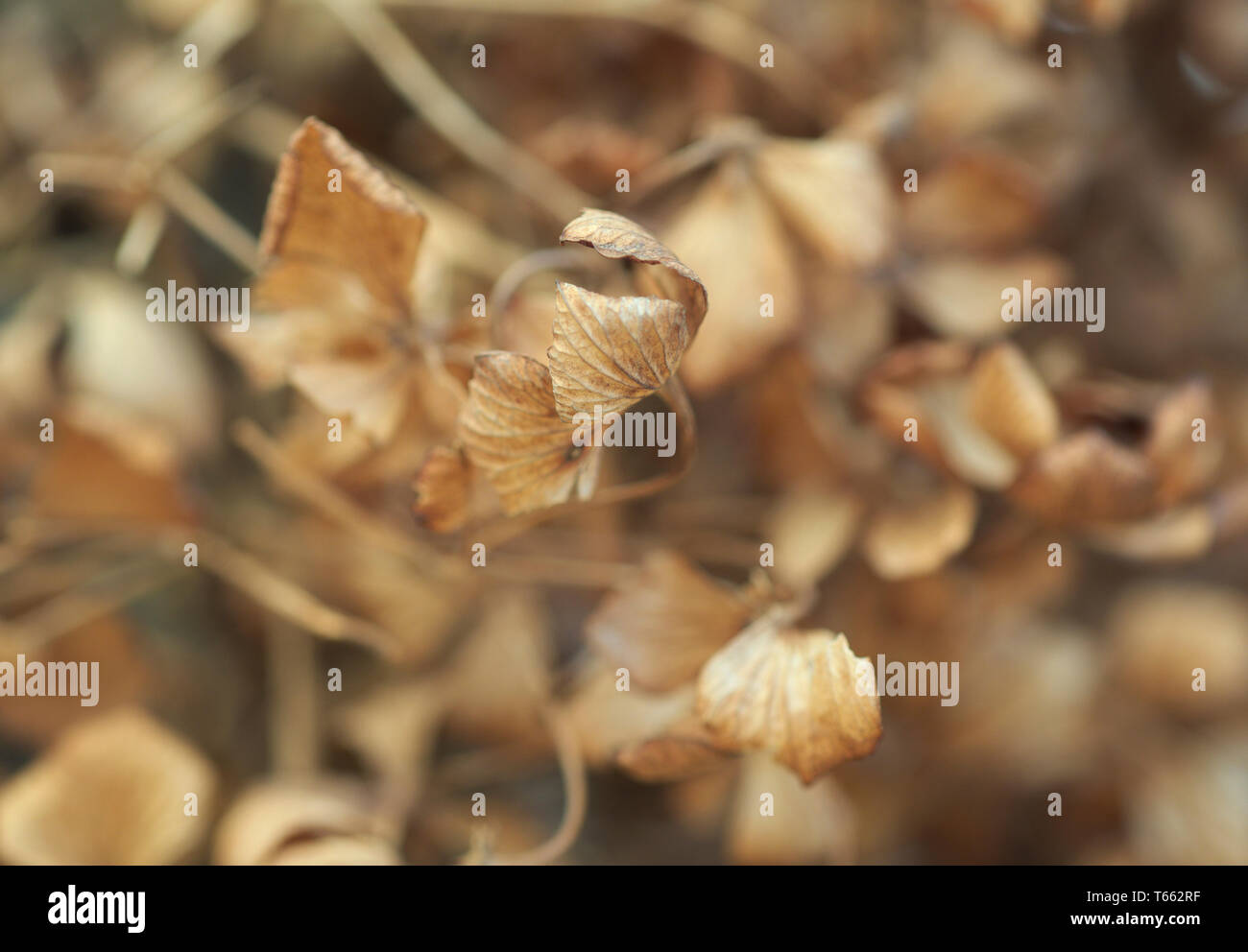 Hortensia petals hi-res stock photography and images - Alamy