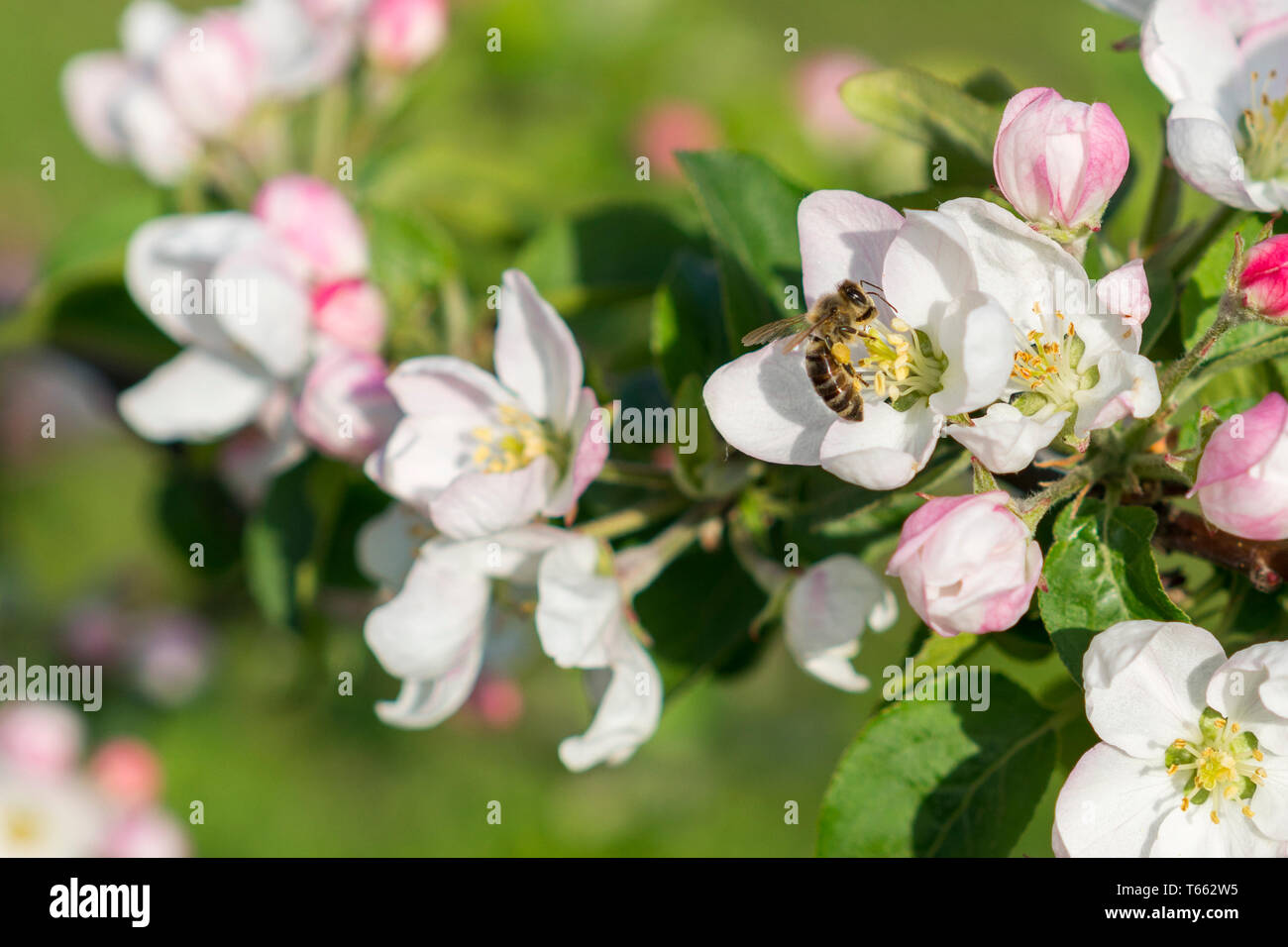 Honey bee pollinating apple blossom. The Apple tree blooms. Spring ...