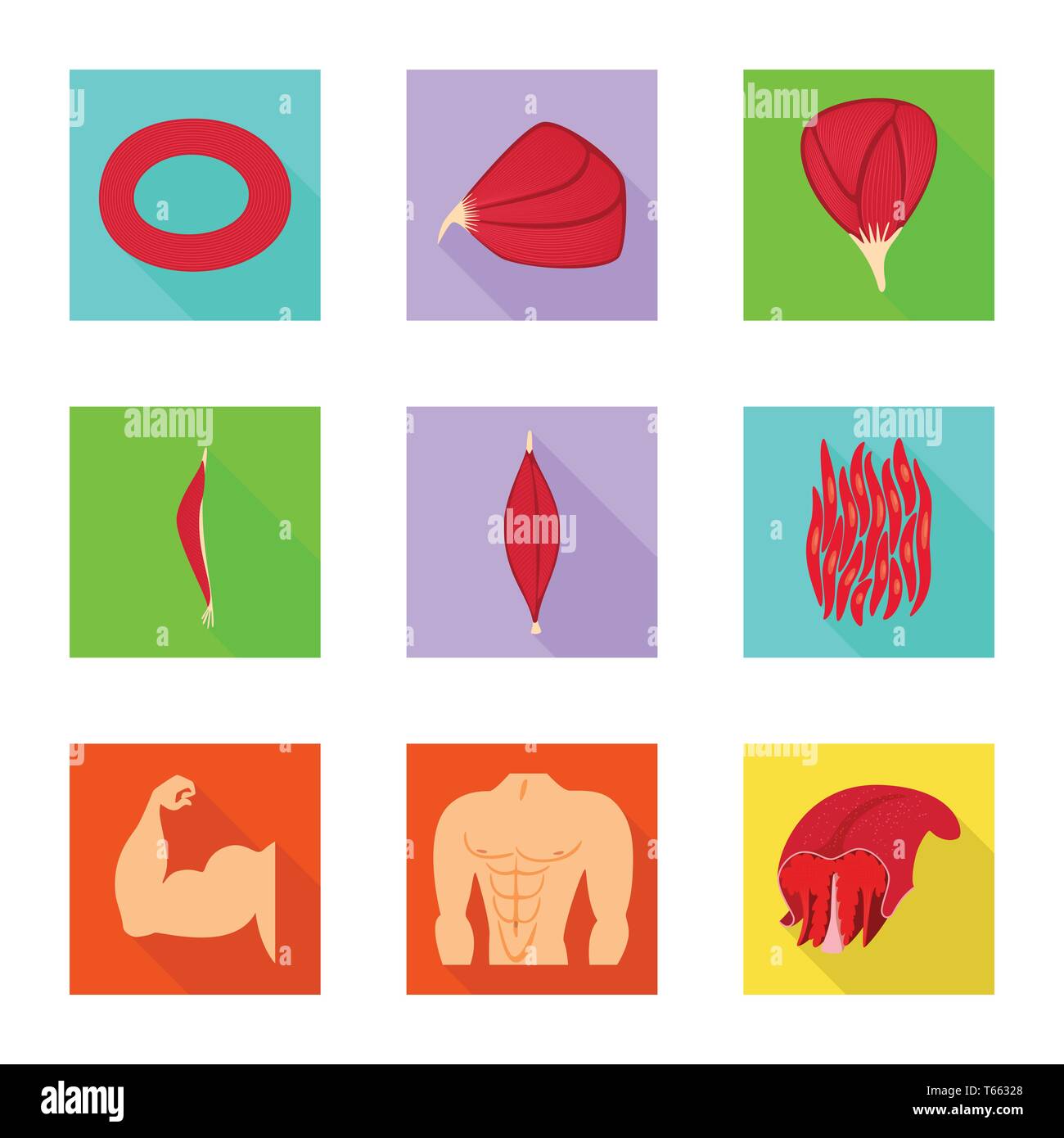 Isolated object of muscle and cells symbol. Collection of muscle and ...