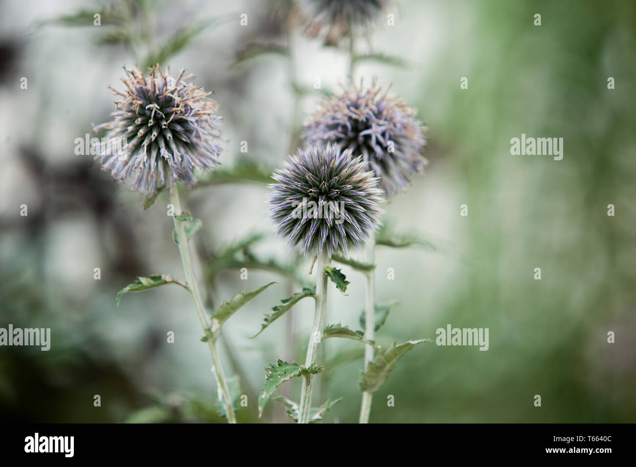 Flora Flowers Backyard Globe Thistle Balls Round Seed Head Stock Photo ...