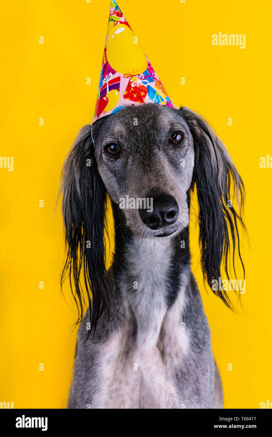 cute greyhound with a birthday party hat on isolated on a yellow ...