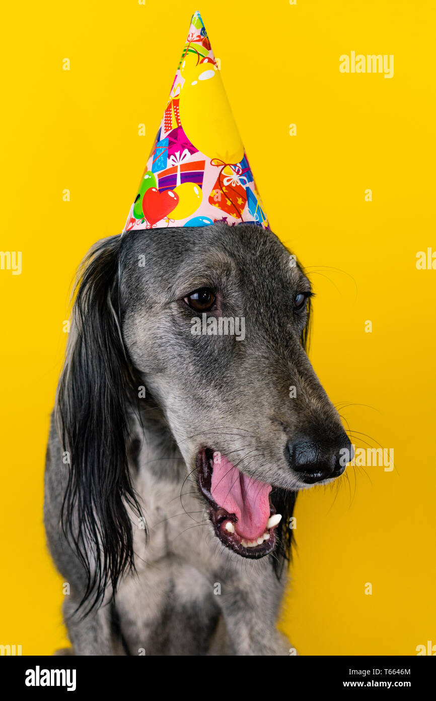 cute greyhound with a birthday party hat on isolated on a yellow ...