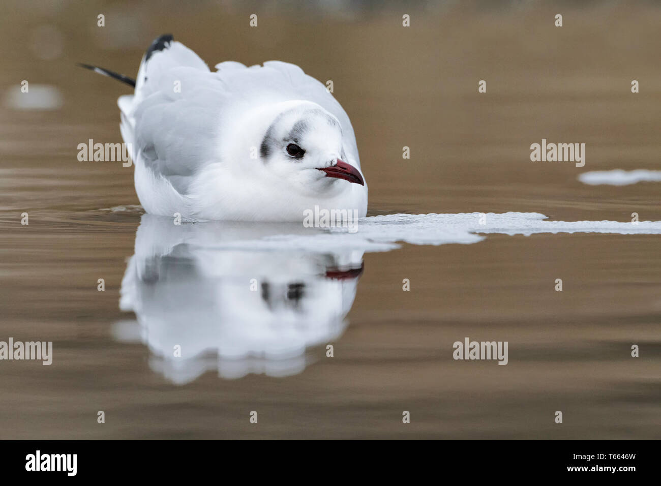 British gull hi-res stock photography and images - Alamy