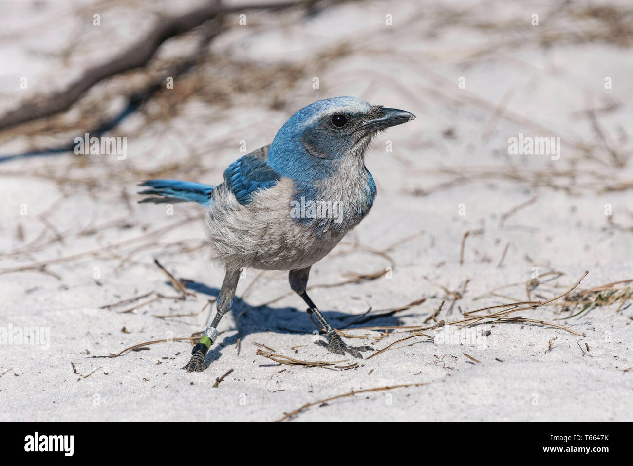 Florida blue jay hi-res stock photography and images - Alamy