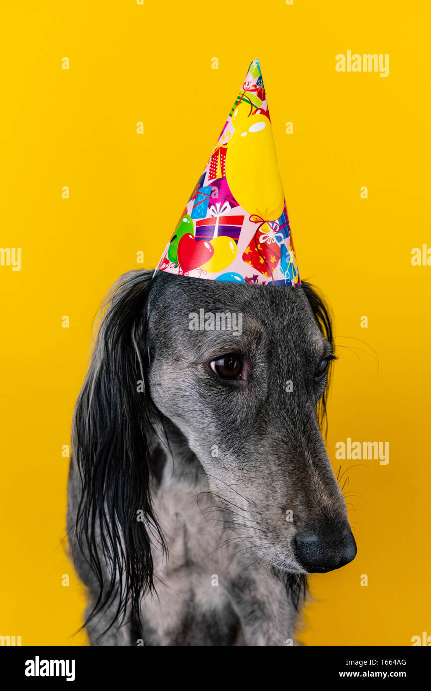 cute greyhound with a birthday party hat on isolated on a yellow ...