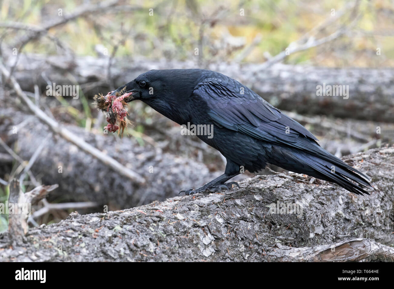 Raven eating carrion hi-res stock photography and images - Alamy