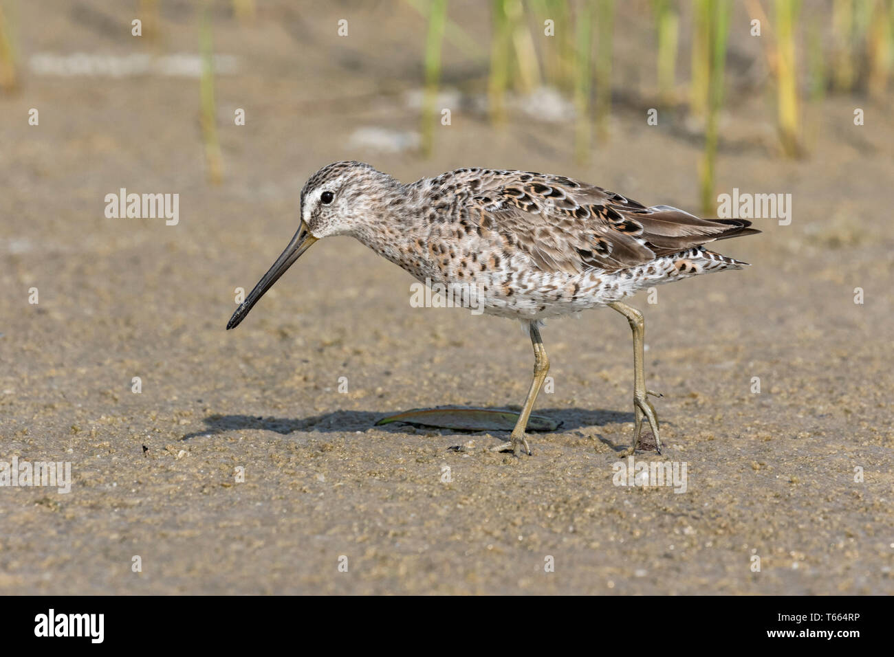 Short billed Dowitcher, Limnodromus griseus, A passage migrant foraging ...