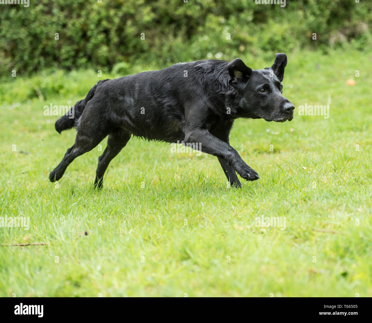 black labrador retriever running Stock Photo - Alamy