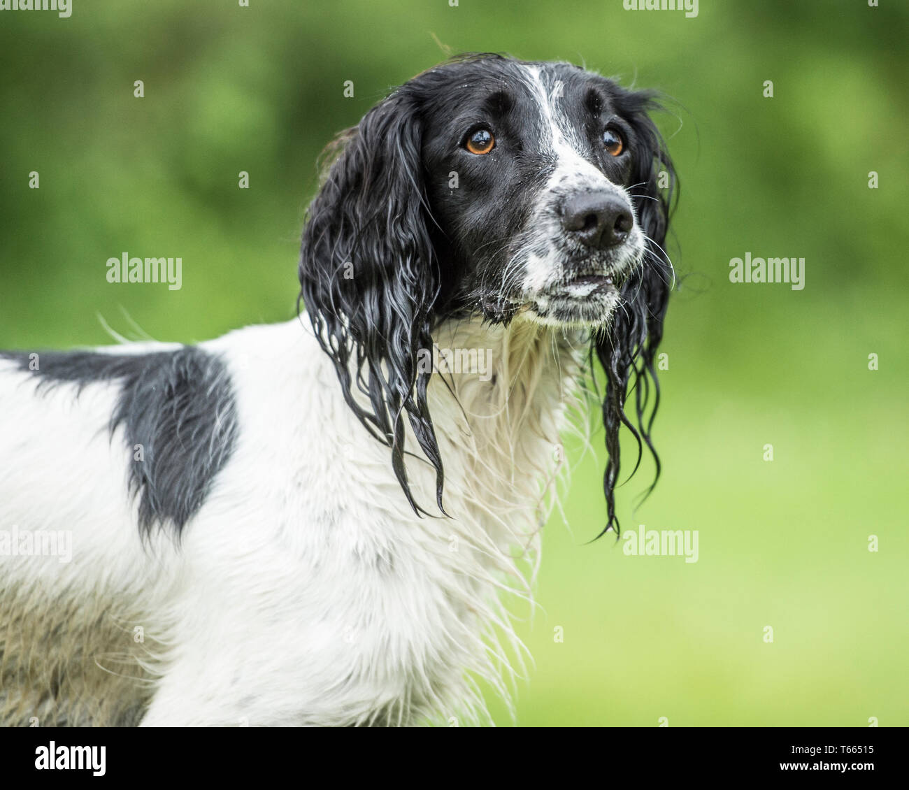 english springer spaniel dog Stock Photo - Alamy