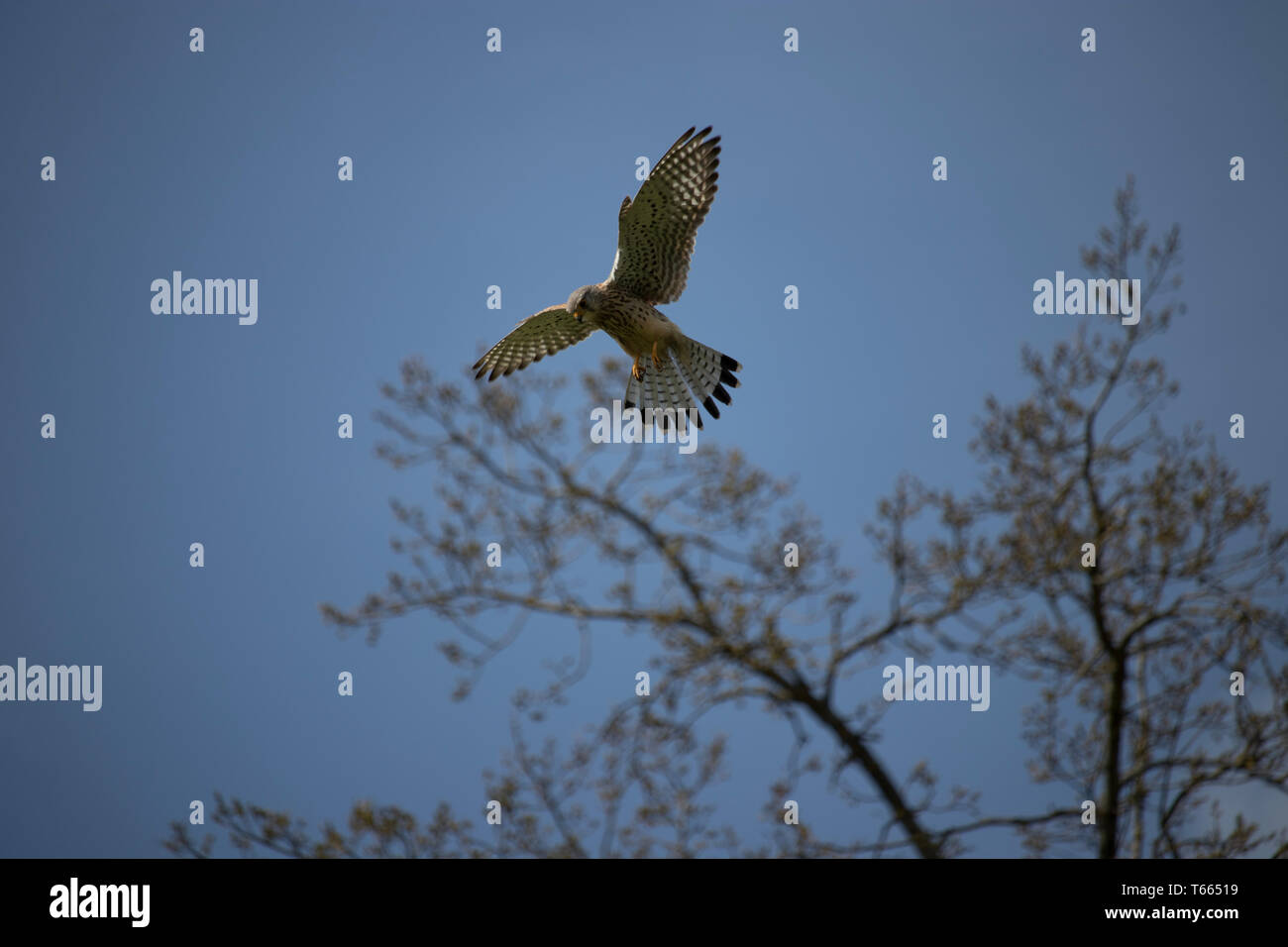 falcon in the wind Stock Photo - Alamy